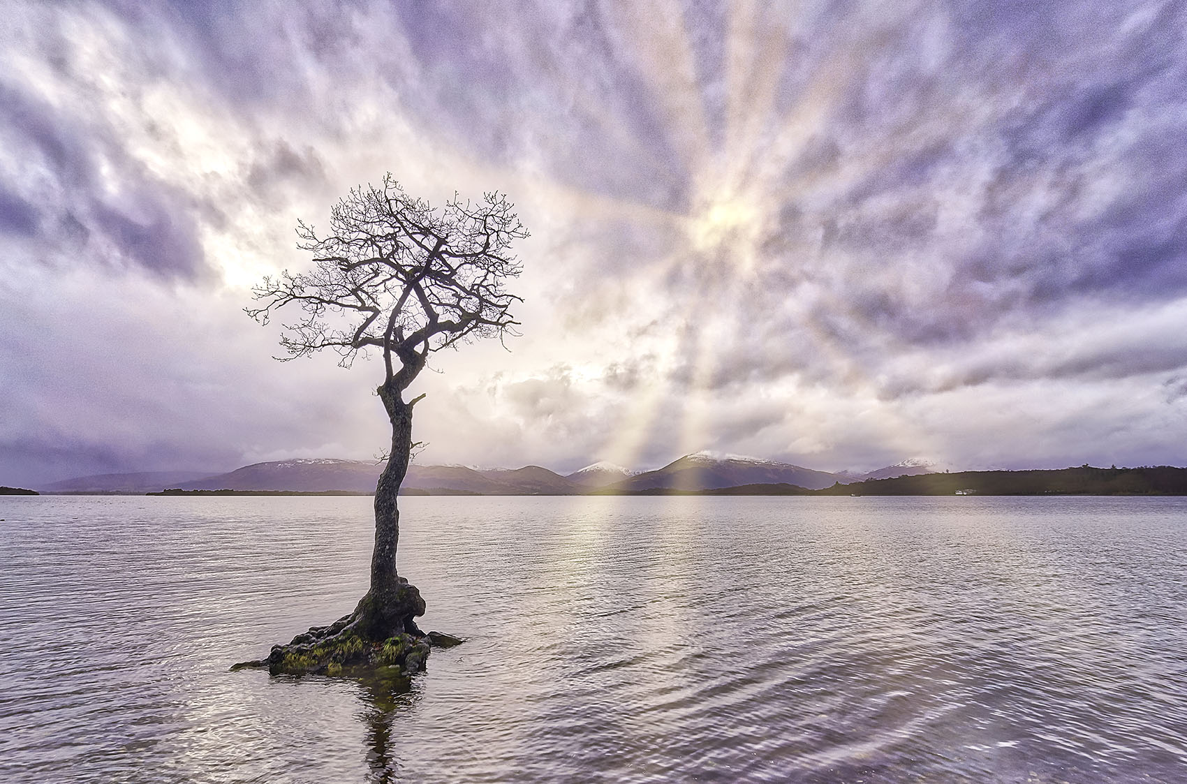 2018-02-04 TREE LOCH LOMOND - heyyouphoto.com