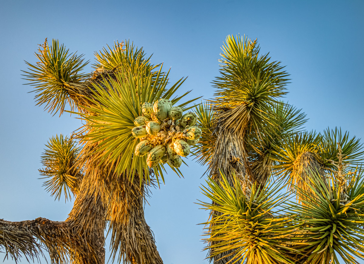 Joshua tree fruits size - heyyouphoto.com