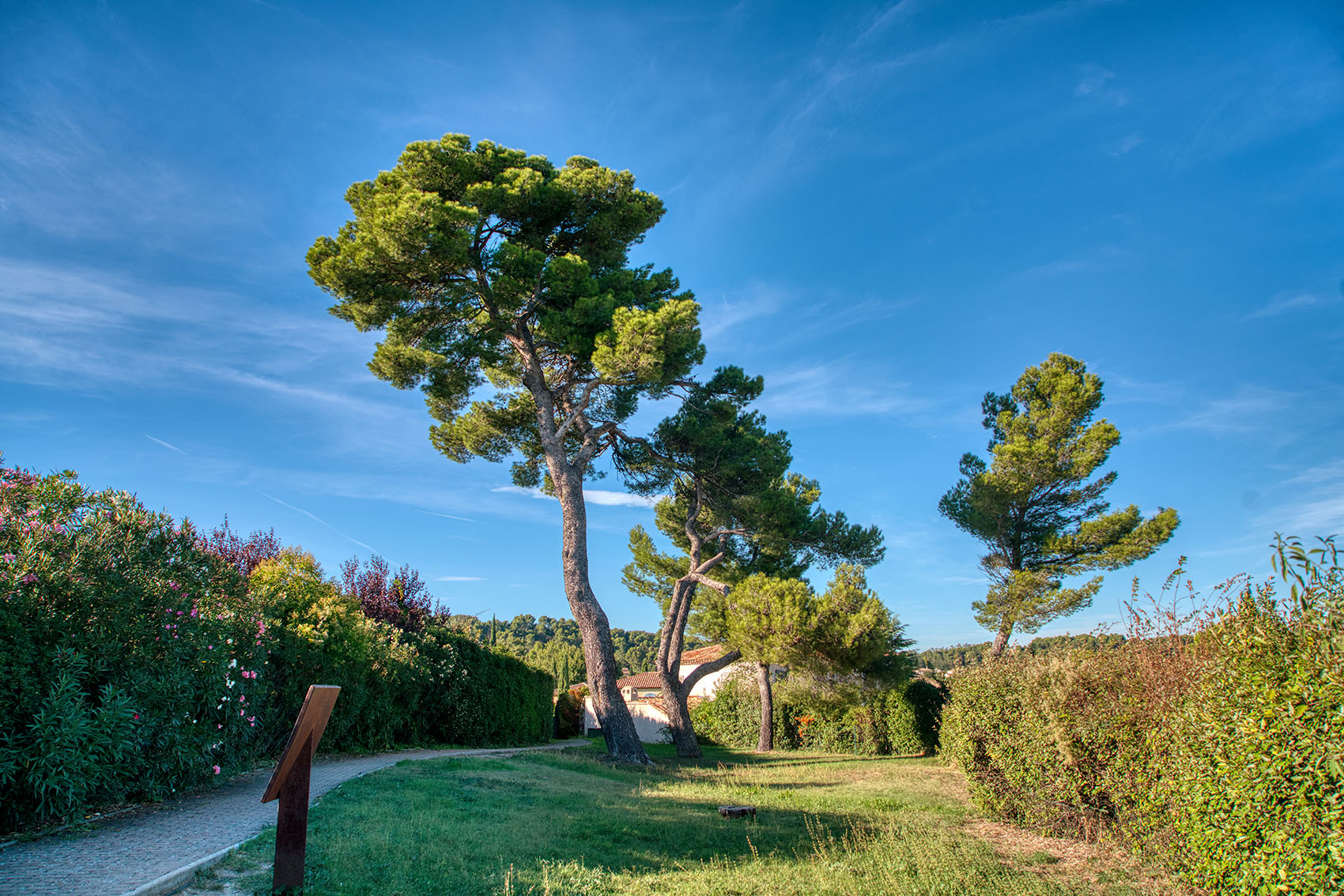 trees in France size - heyyouphoto.com